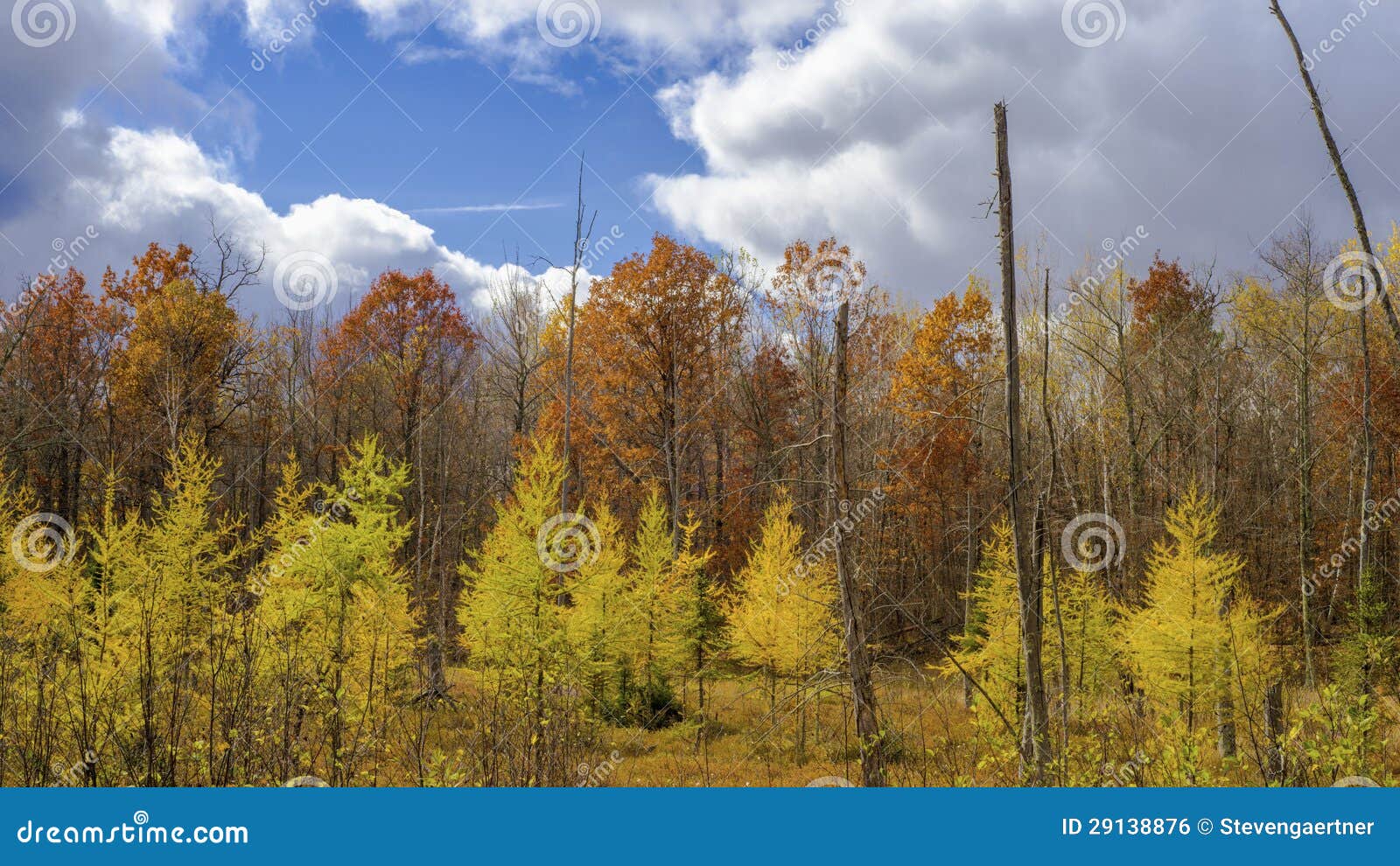 Maple and larch, autumn stock photo. Image of outdoors - 29138876
