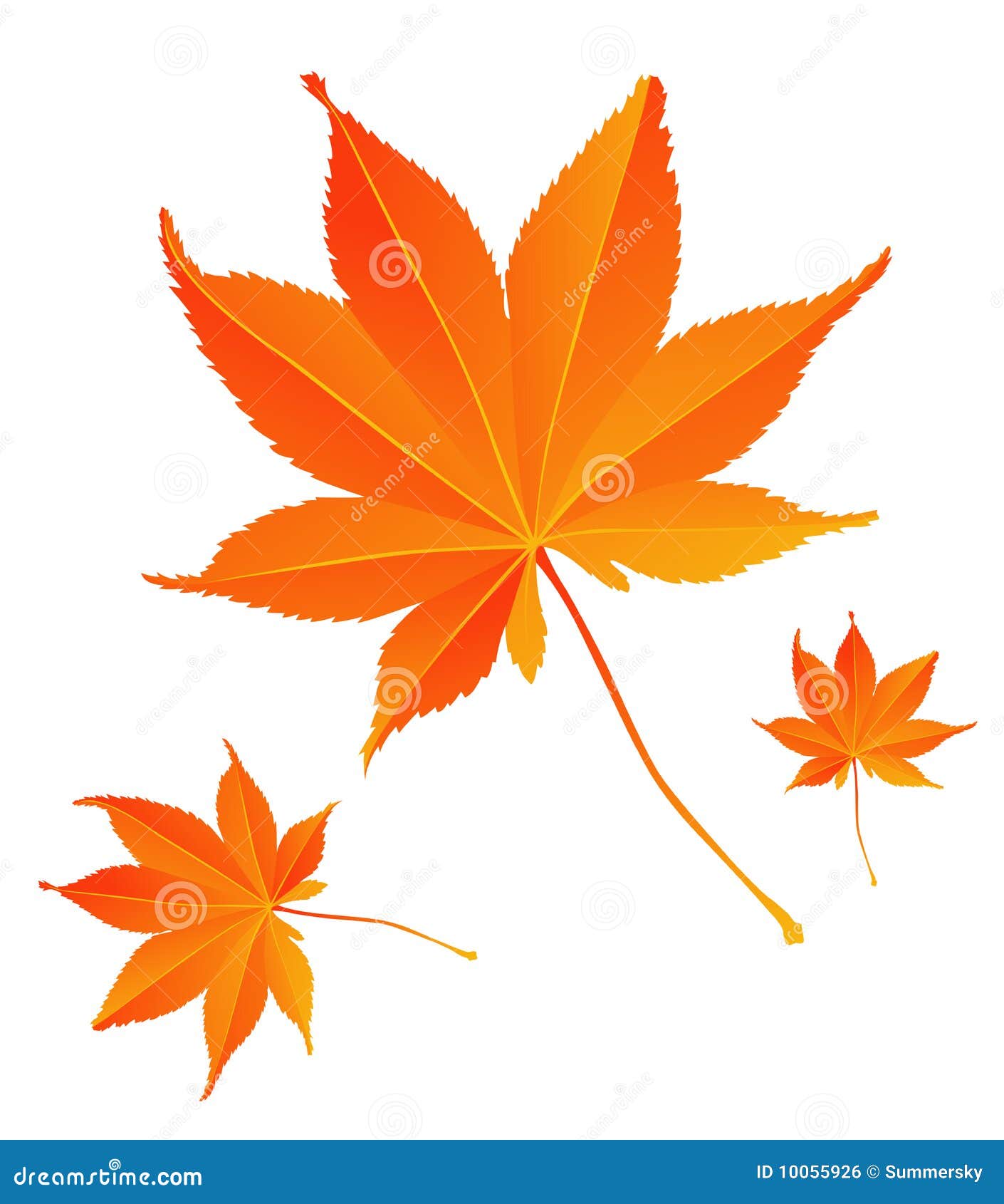 Maple leaf stock illustration. Illustration of maple - 10055926