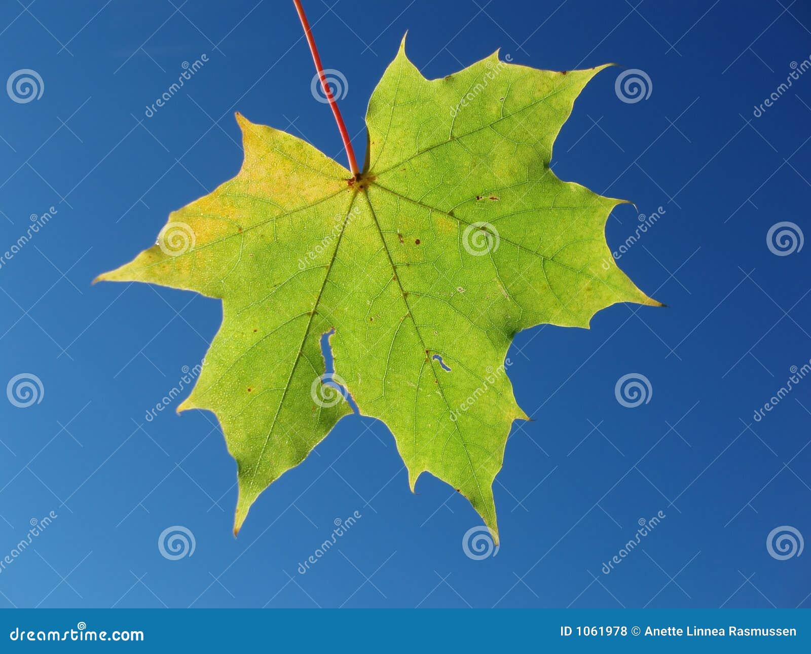 Maple leaf stock photo. Image of detail, daylight, black - 1061978