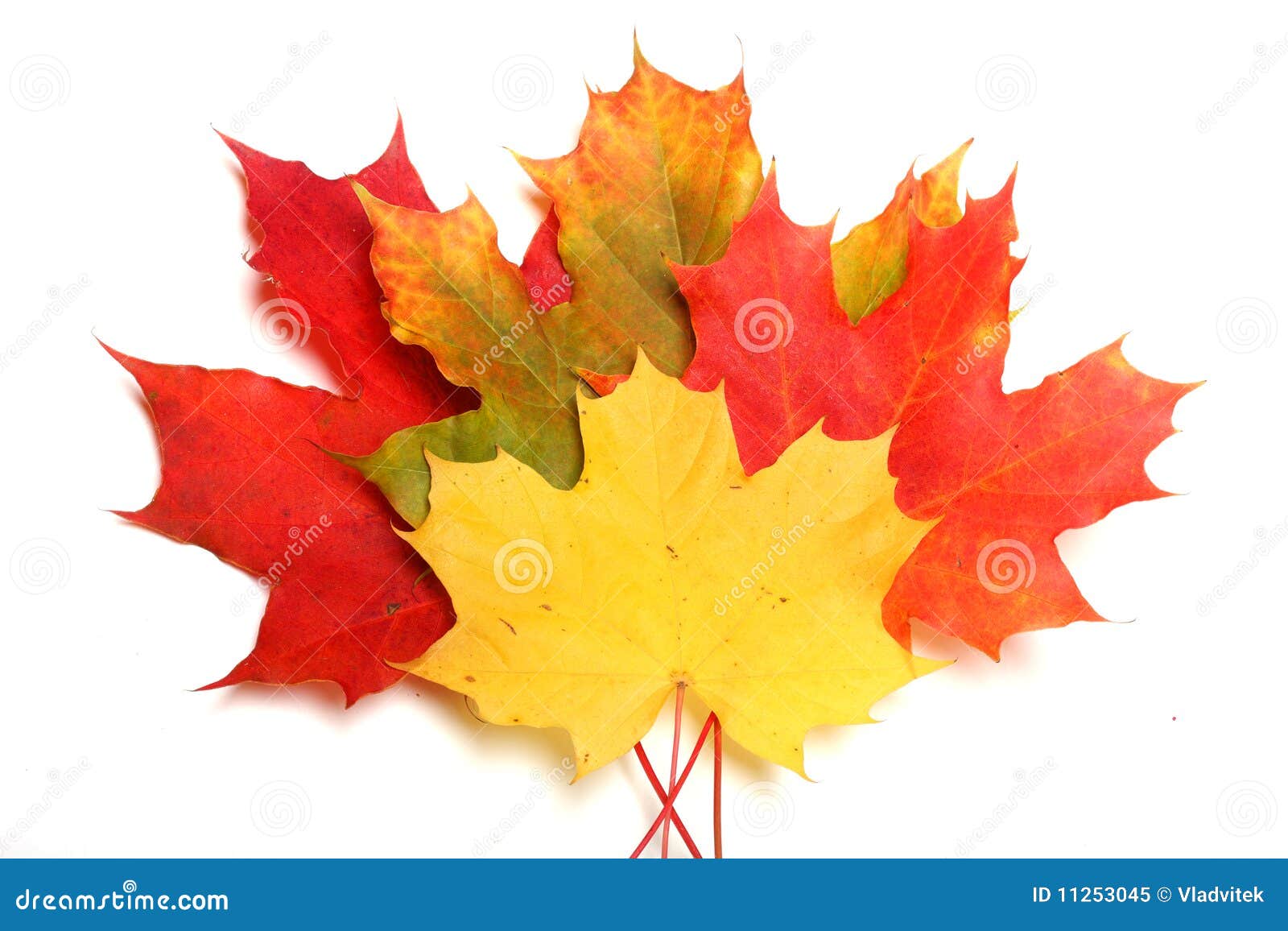 Maple-leaf stock image. Image of nature, halloween, aging - 11253045