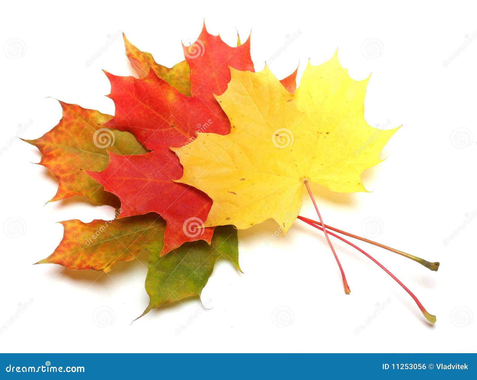 Maple-leaf stock photo. Image of nature, icon, maple - 11253056
