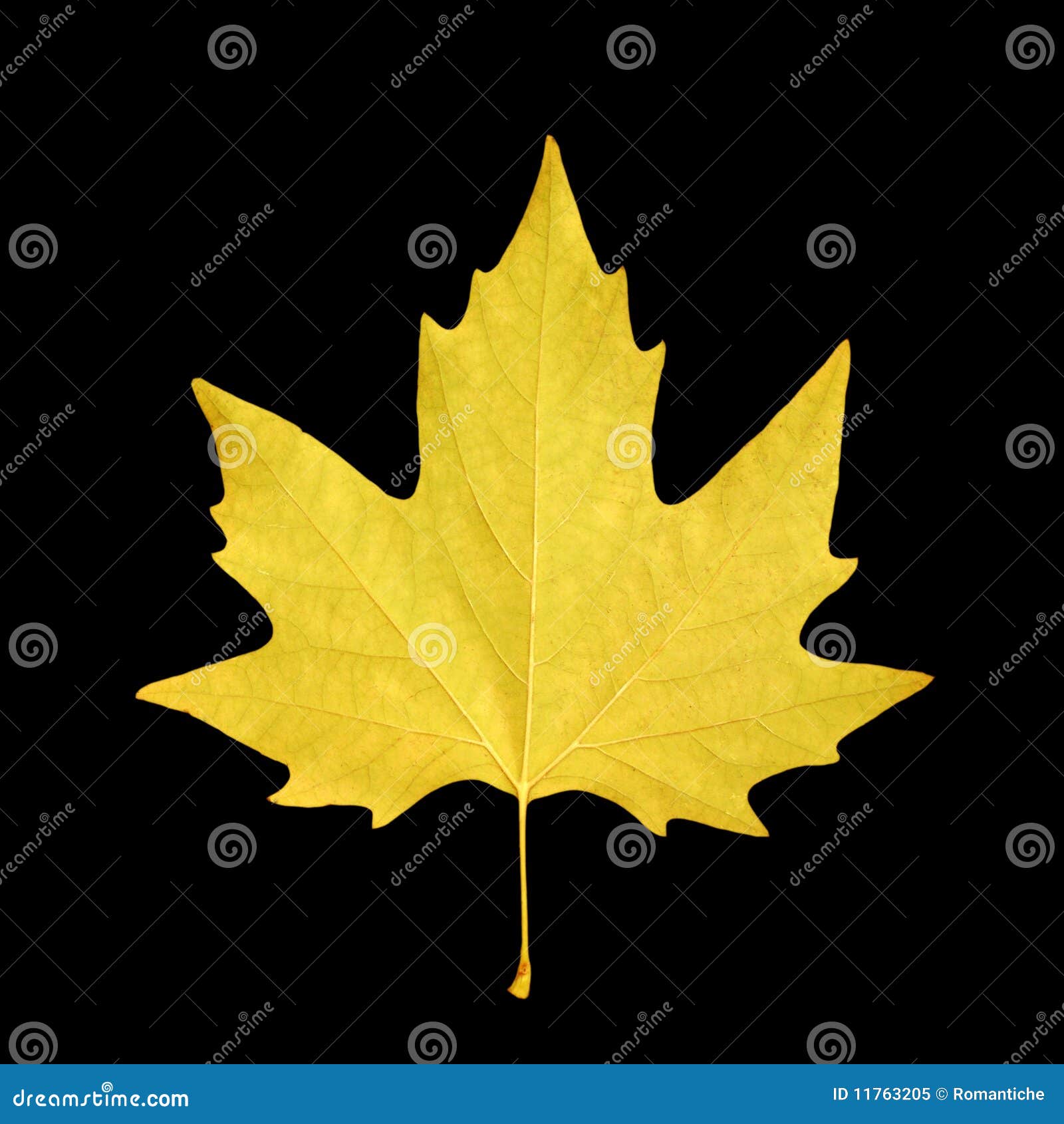 Maple leaf stock image. Image of foliation, foliage, weather - 11763205