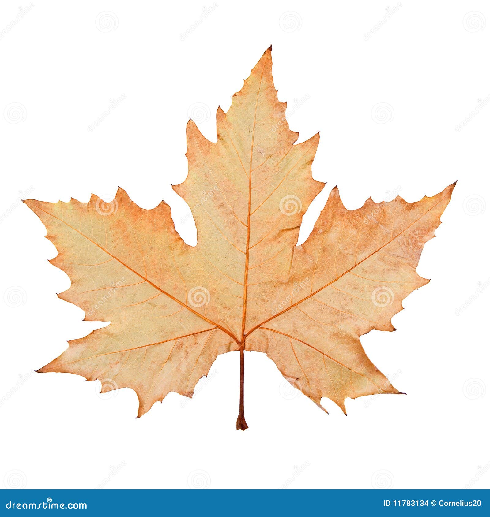 Maple leaf stock photo. Image of macro, beautiful, isolated - 11783134