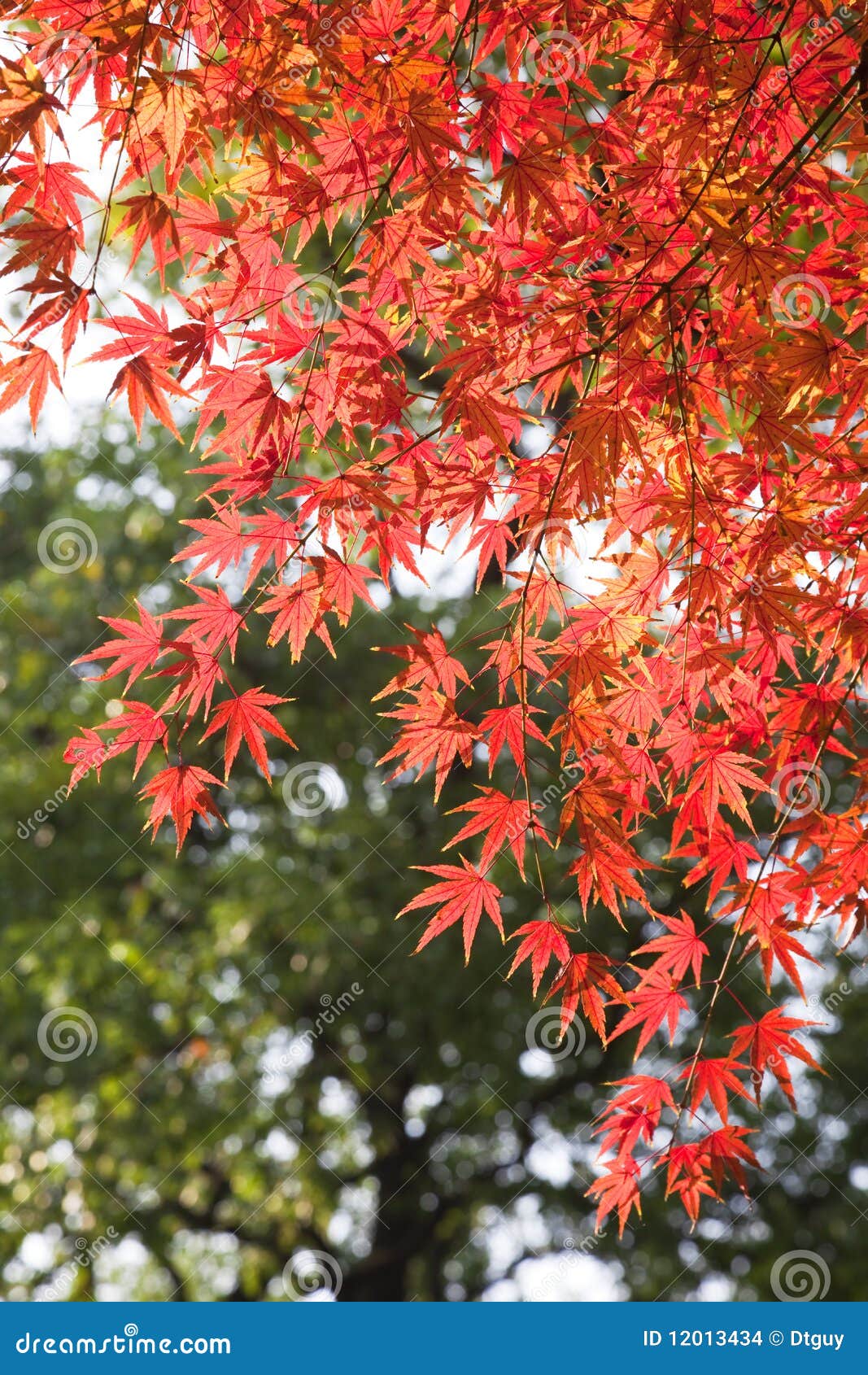 Maple leaf stock photo. Image of garden, november, background - 12013434