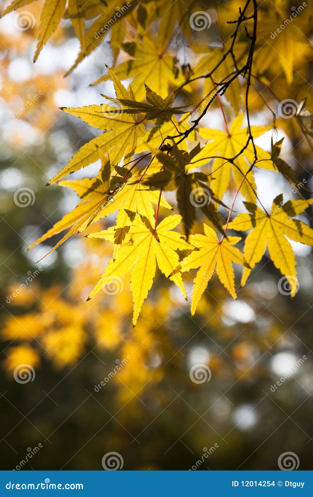Maple leaf stock photo. Image of maple, autumn, fall - 12014254