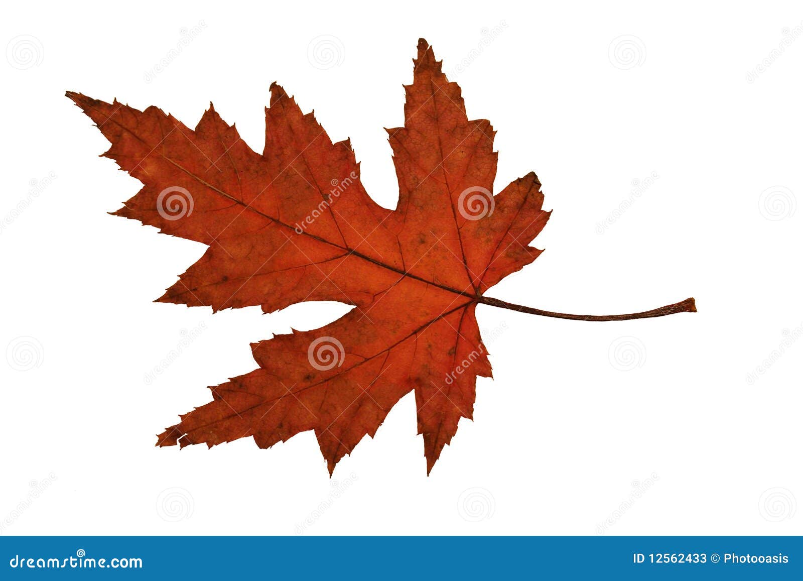 Maple Leaf stock image. Image of view, autumn, seasonal - 12562433