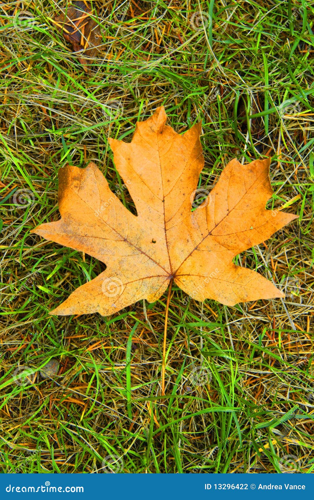 Maple Leaf stock photo. Image of background, changing - 13296422 Maple Leaf stock photo. Image of background, changing - 13296422