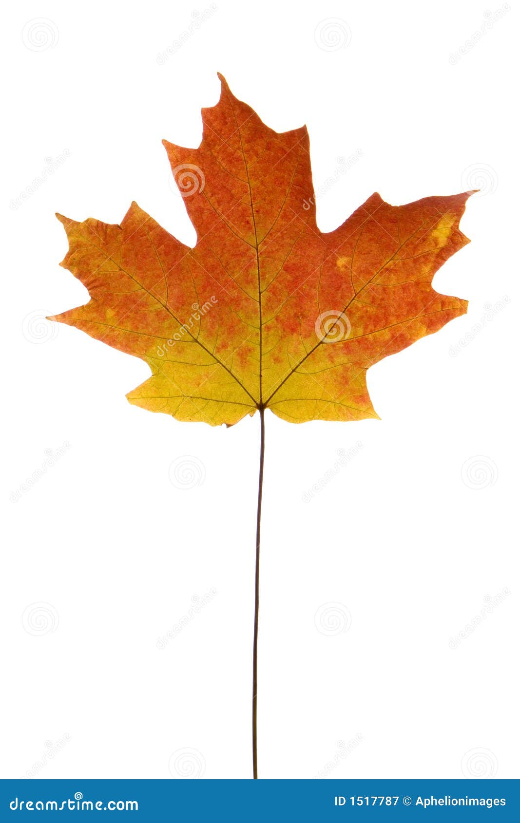 Maple Leaf stock image. Image of autumn, still, season - 1517787