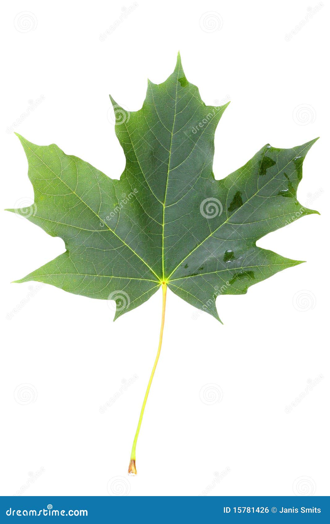 Maple leaf. stock photo. Image of wood, foliage, woods - 15781426