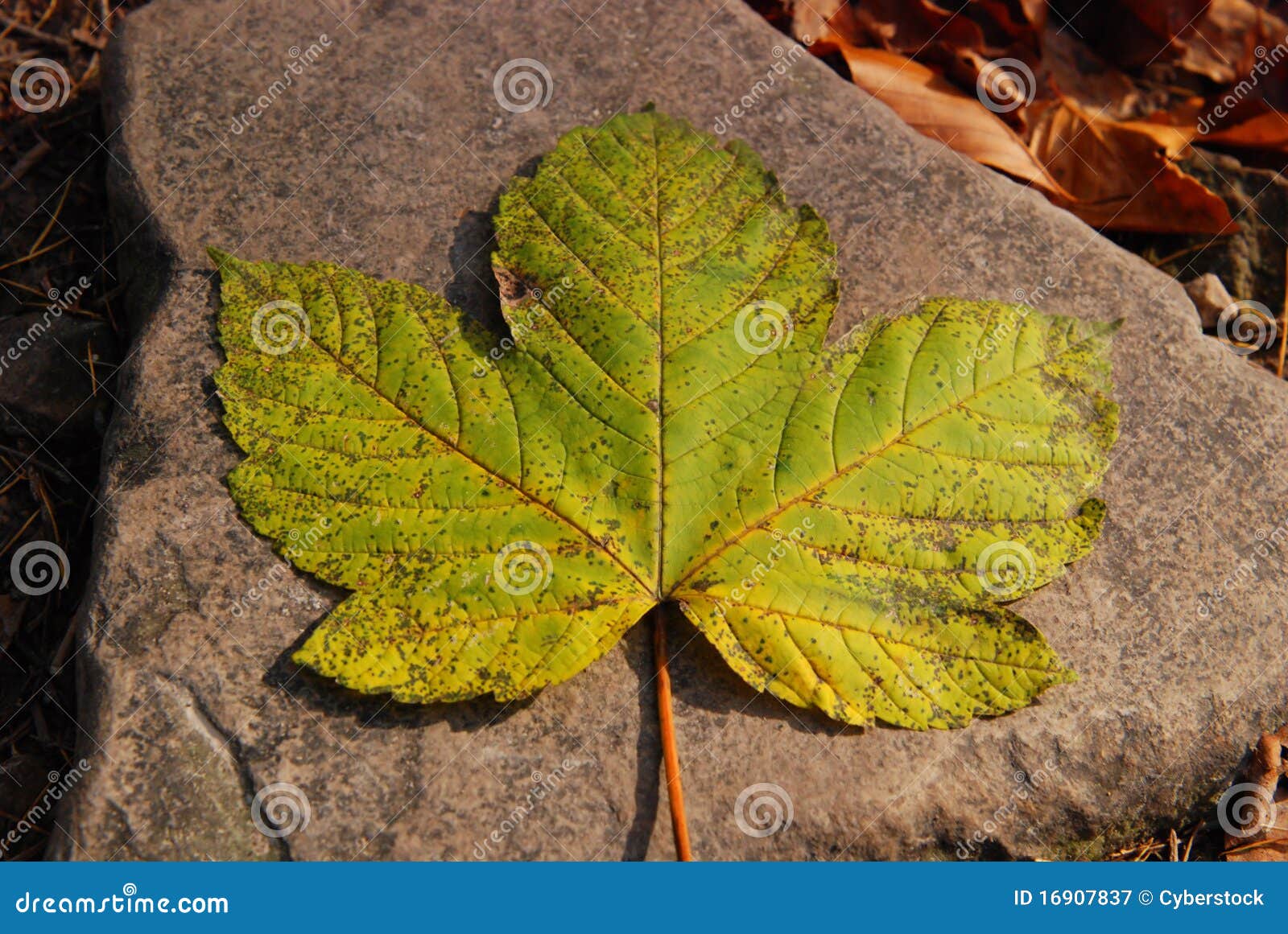 Maple Leaf stock image. Image of fall, park, closeup - 16907837