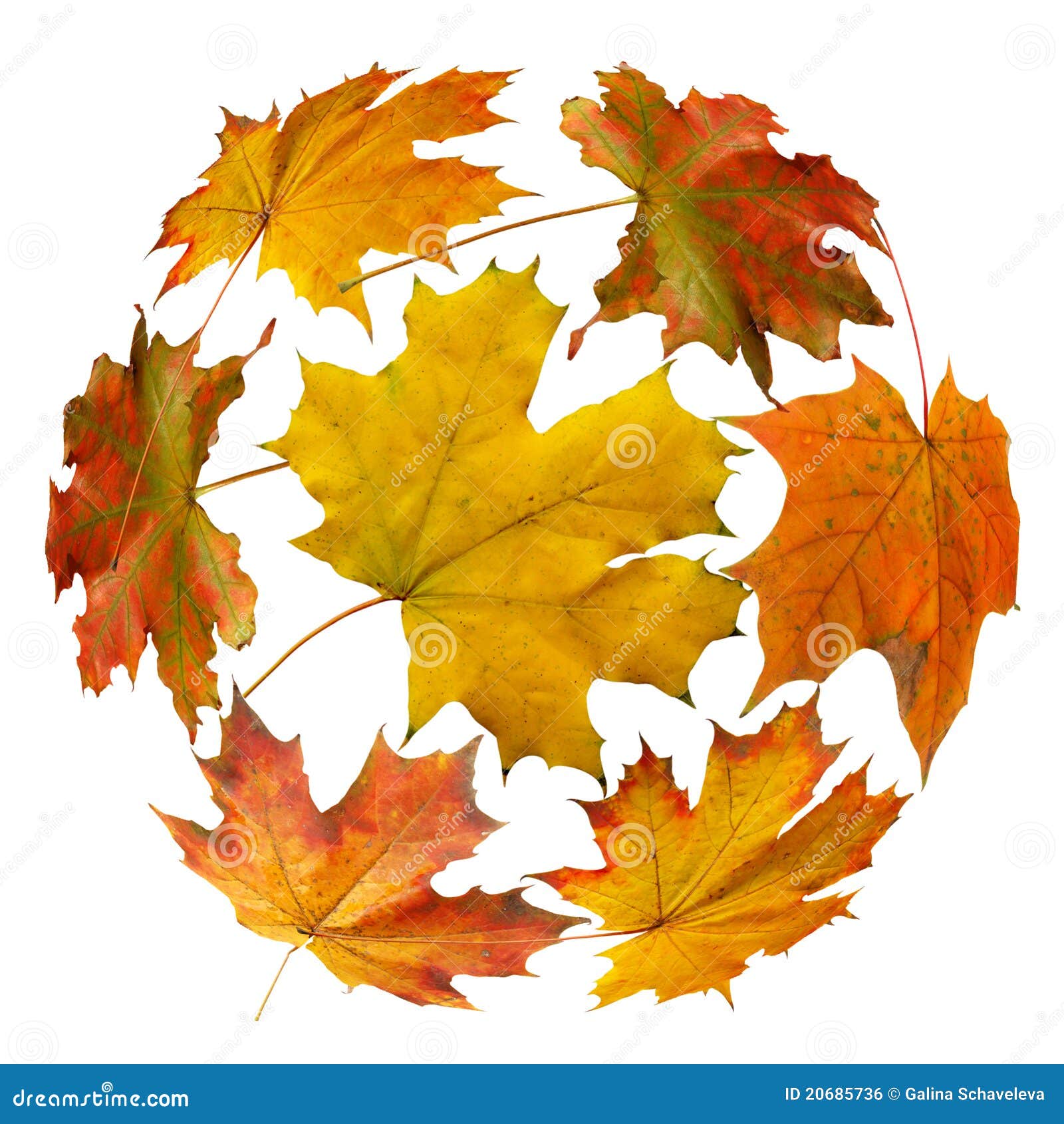 Maple leaf stock photo. Image of weather, recollection - 20685736