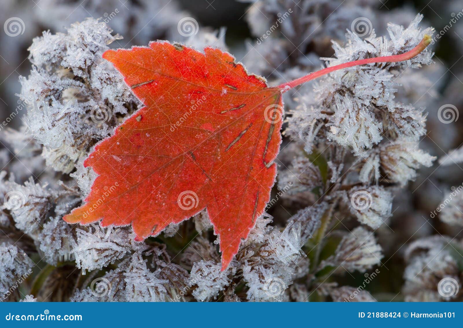 Maple leaf stock photo. Image of autumn, beautiful, morning - 21888424