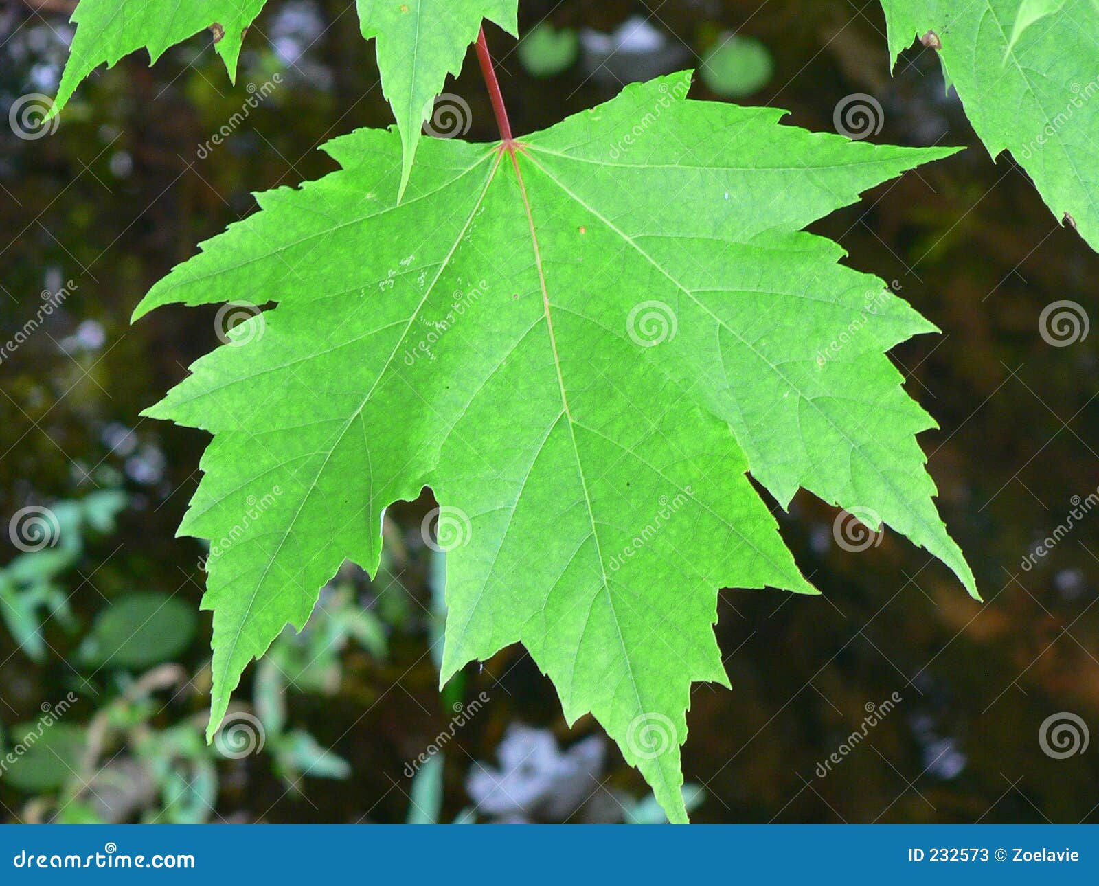 Maple Leaf stock image. Image of angiospermous, leaf, tree - 232573