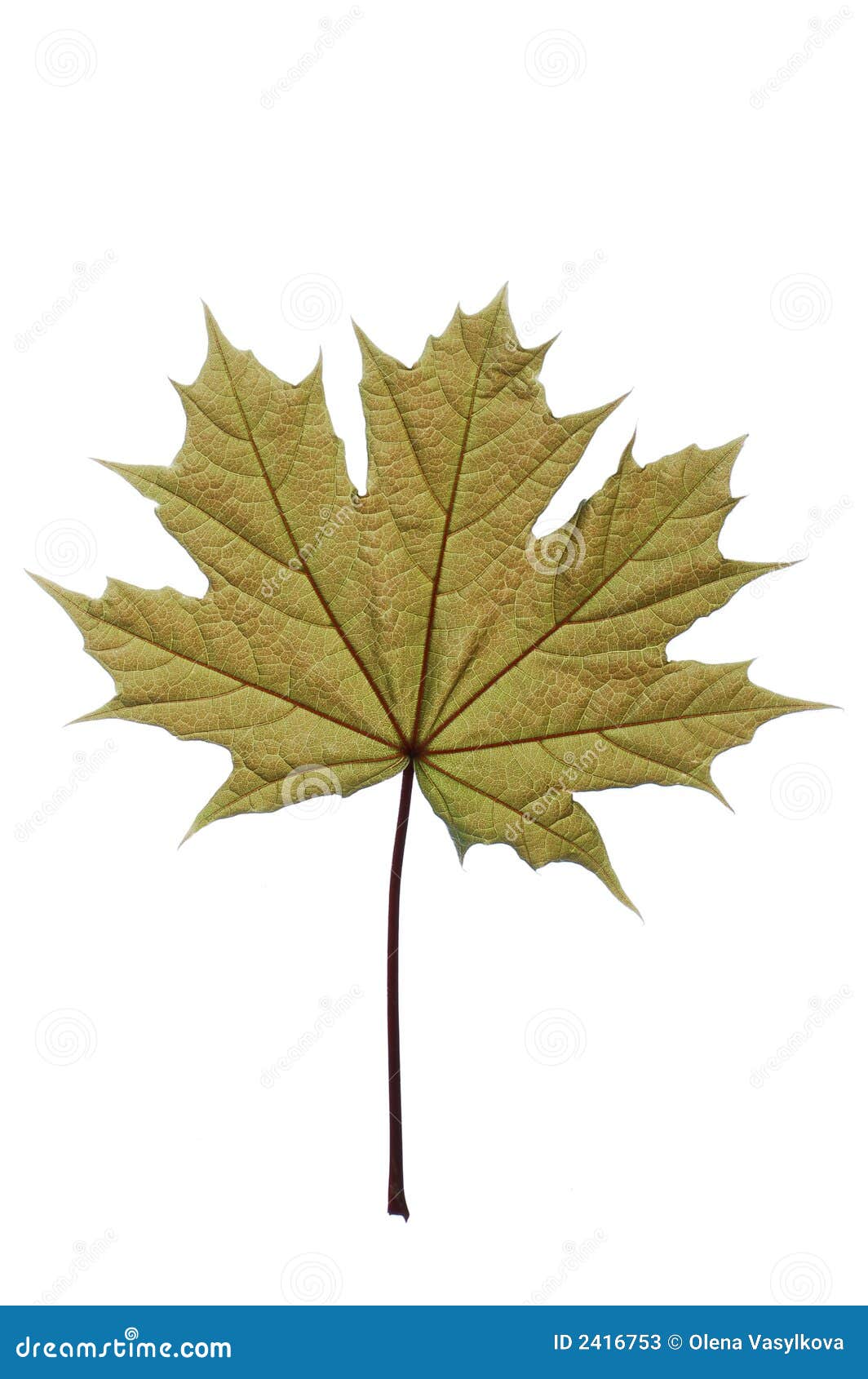 Maple leaf stock image. Image of botany, leaves, hair - 2416753