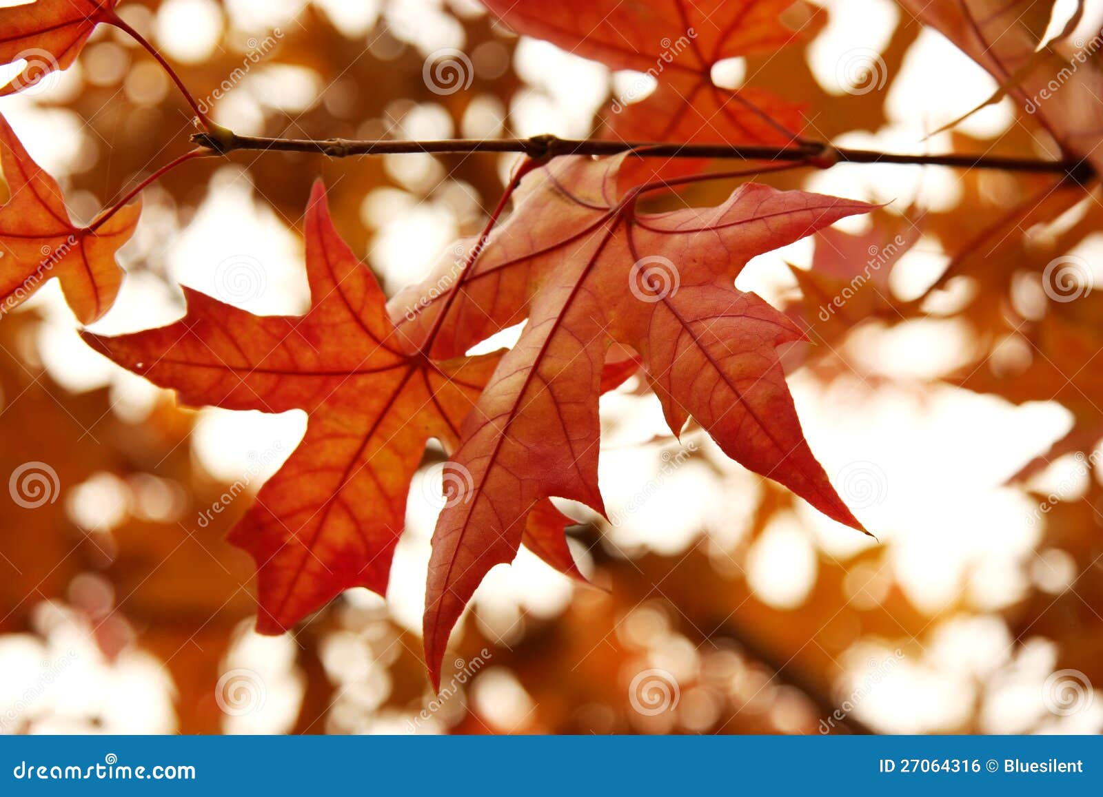 Maple Leaf stock photo. Image of isolated, flora, golden - 27064316