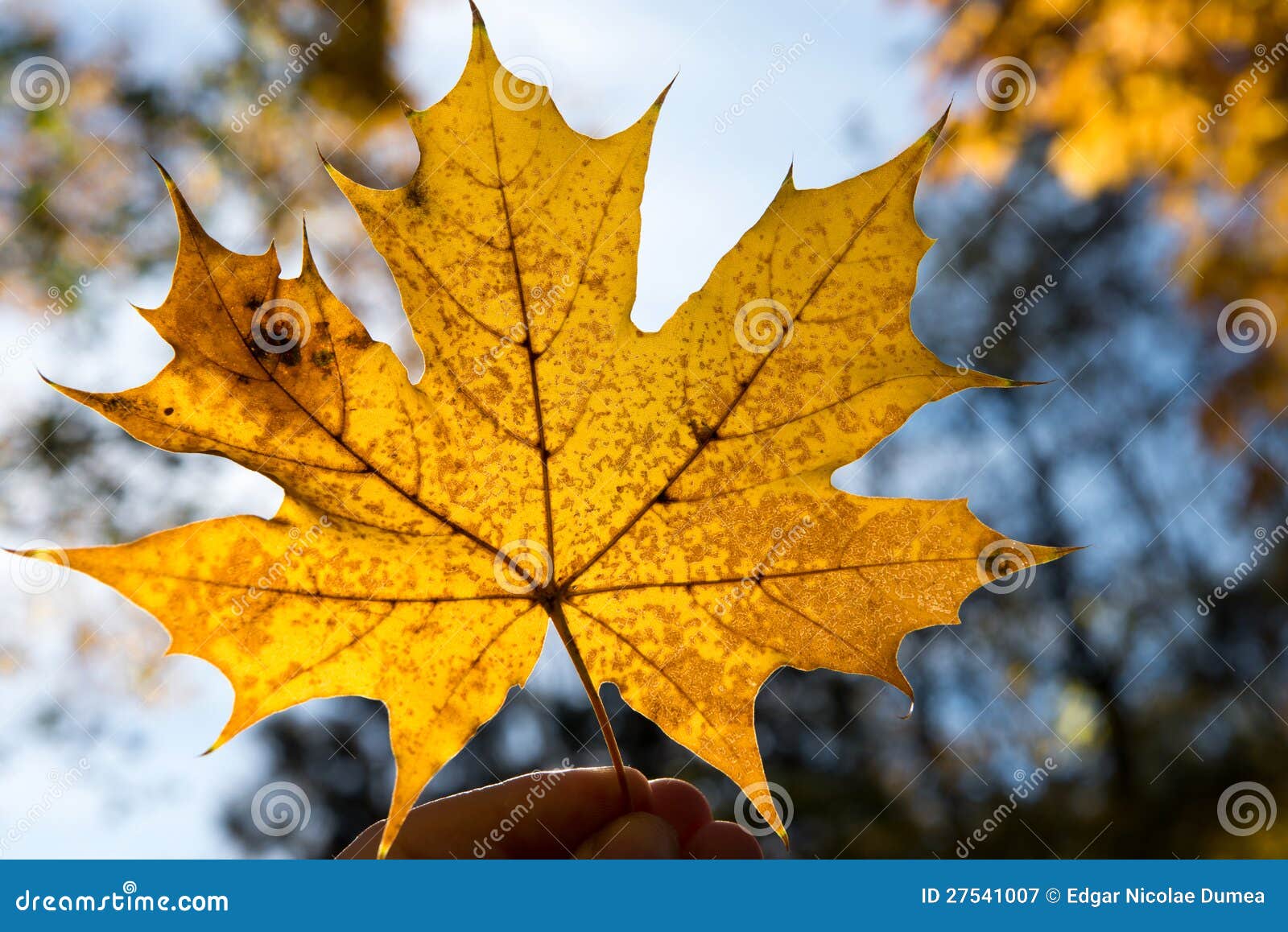 Maple leaf stock image. Image of autumnal, color, maple - 27541007