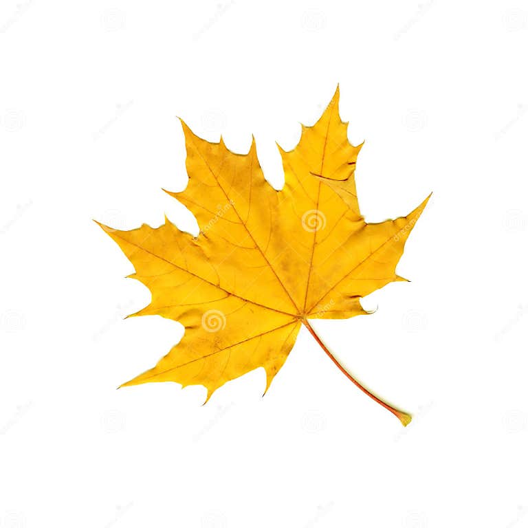 Maple Leaf stock image. Image of plant, stem, scan, point - 3394931