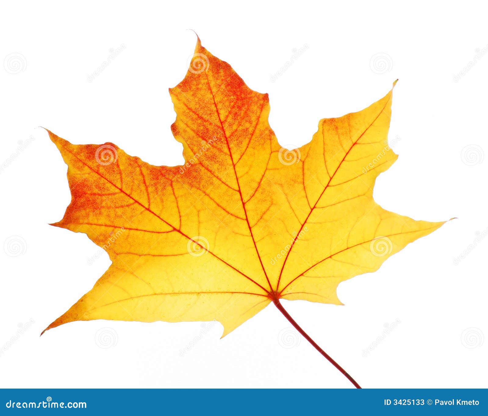 Maple leaf stock image. Image of macro, garden, close - 3425133