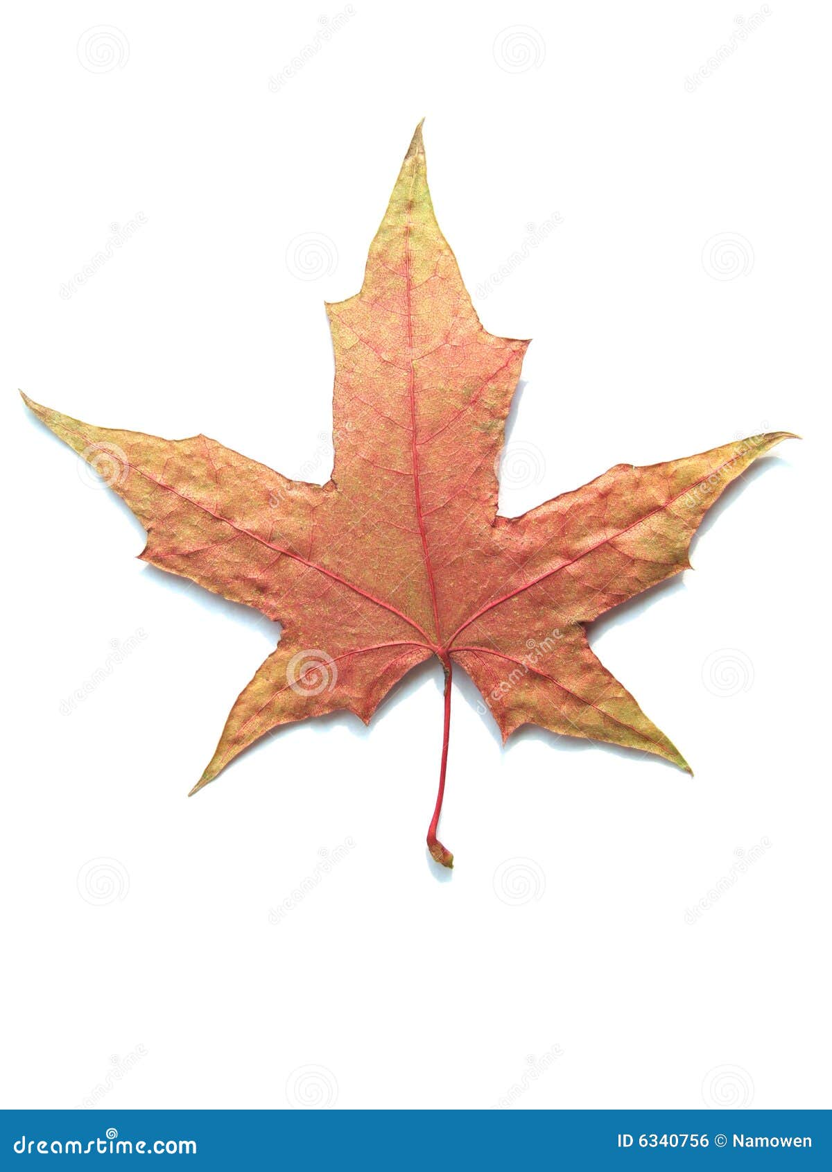 MAPLE LEAF Picture. Image: 6340756