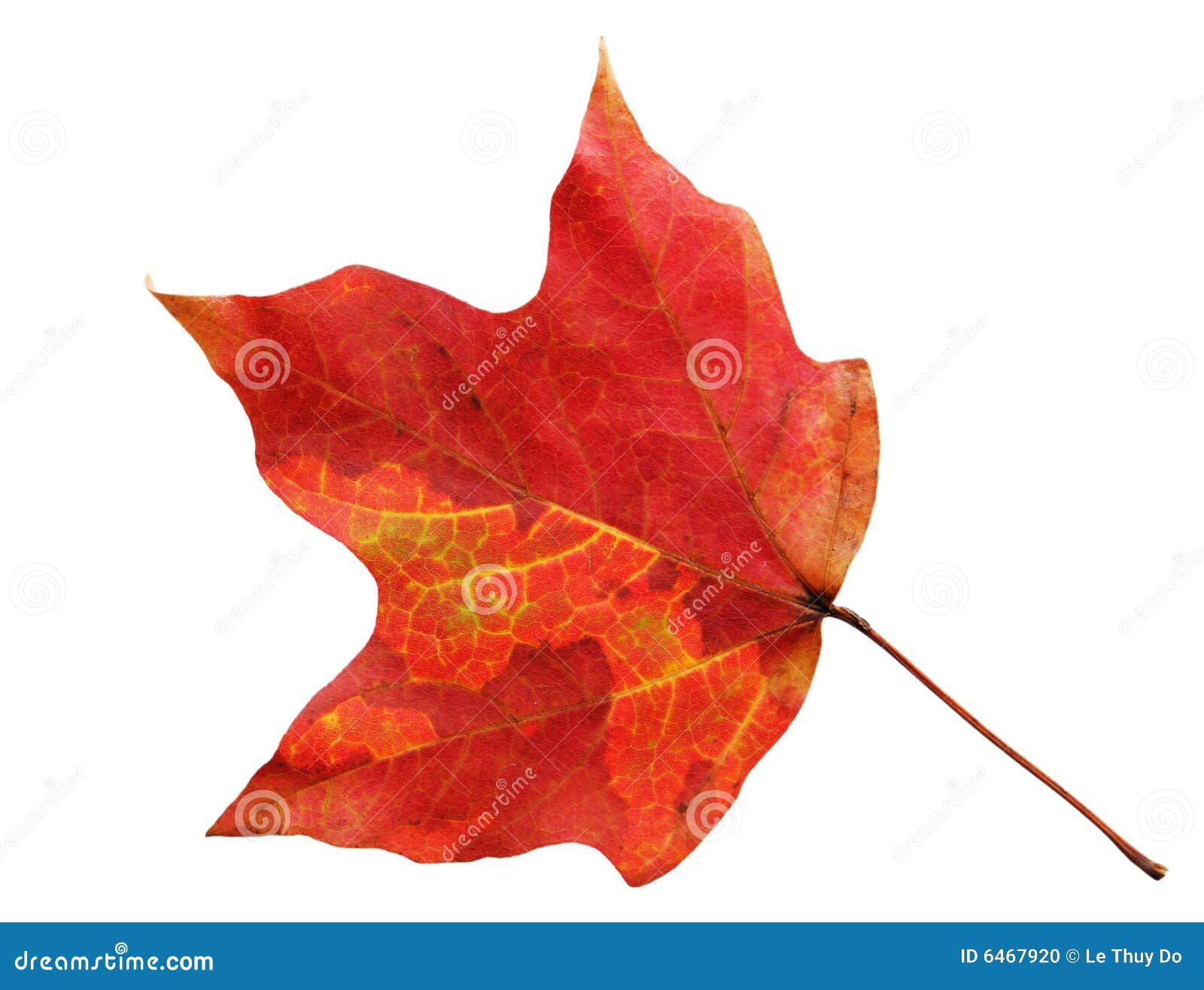 Maple Leaf stock photo. Image of beautiful, beauty, golden - 6467920