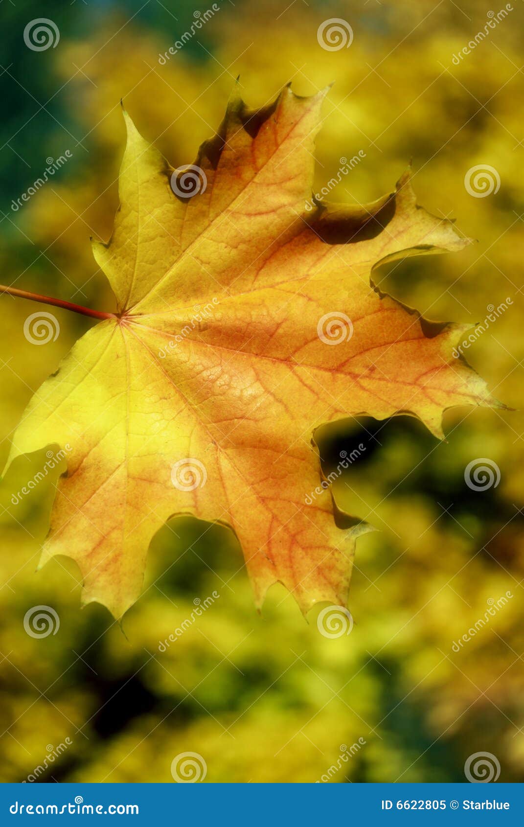 Maple leaf stock image. Image of fall, nature, close, plant - 6622805