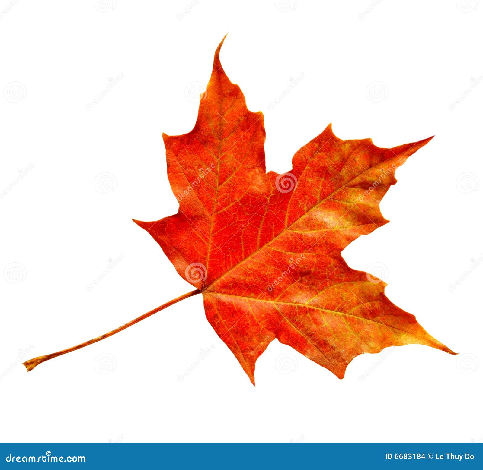 Maple leaf stock photo. Image of closeup, single, vein - 6683184
