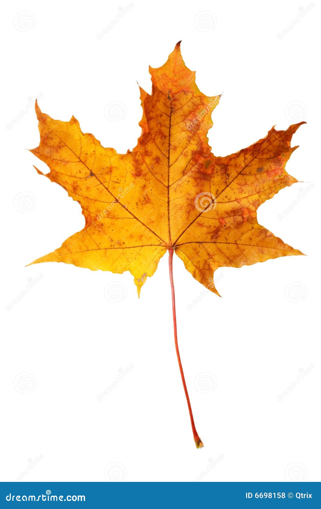 Maple leaf. stock photo. Image of maple, leaf, botany - 6698158