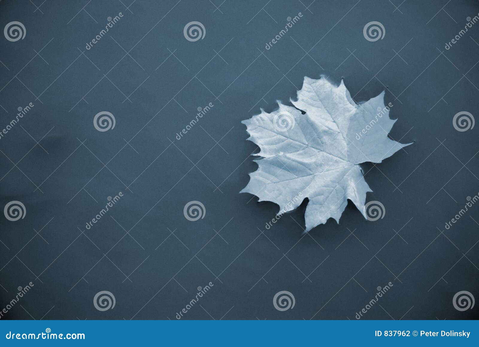 51,880 Blue Maple Leaf Stock Photos - Free & Royalty-Free Stock Photos ...