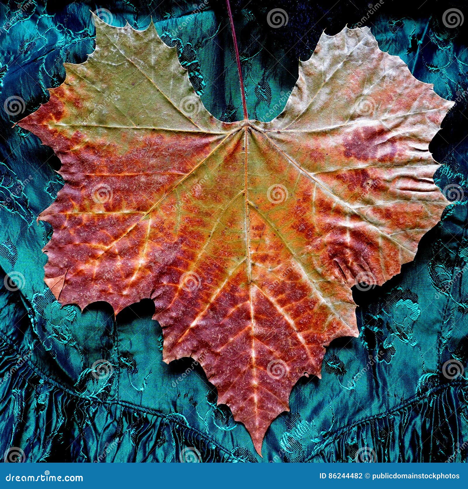 Maple Leaf Picture. Image: 86244482