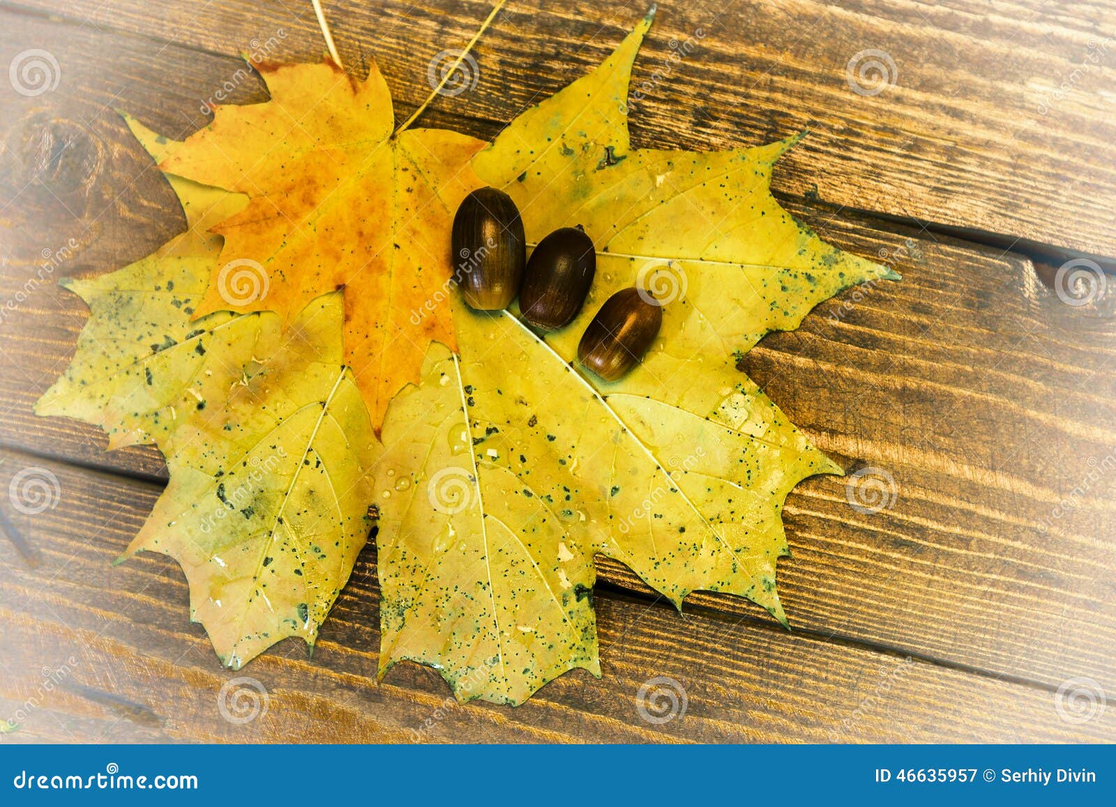 Maple leaf, acorn stock image. Image of golden, detail - 46635957