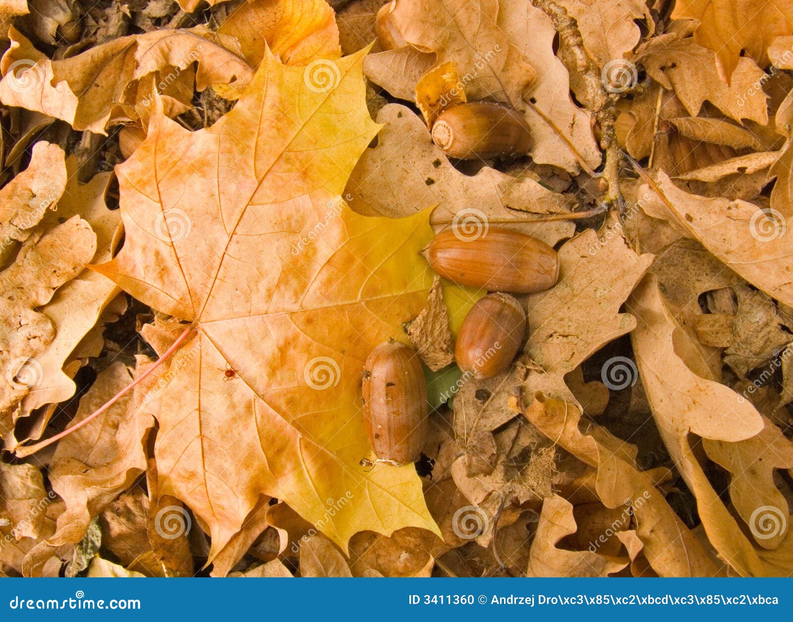 Maple leaf and acorns stock photo. Image of yellow, botany - 3411360
