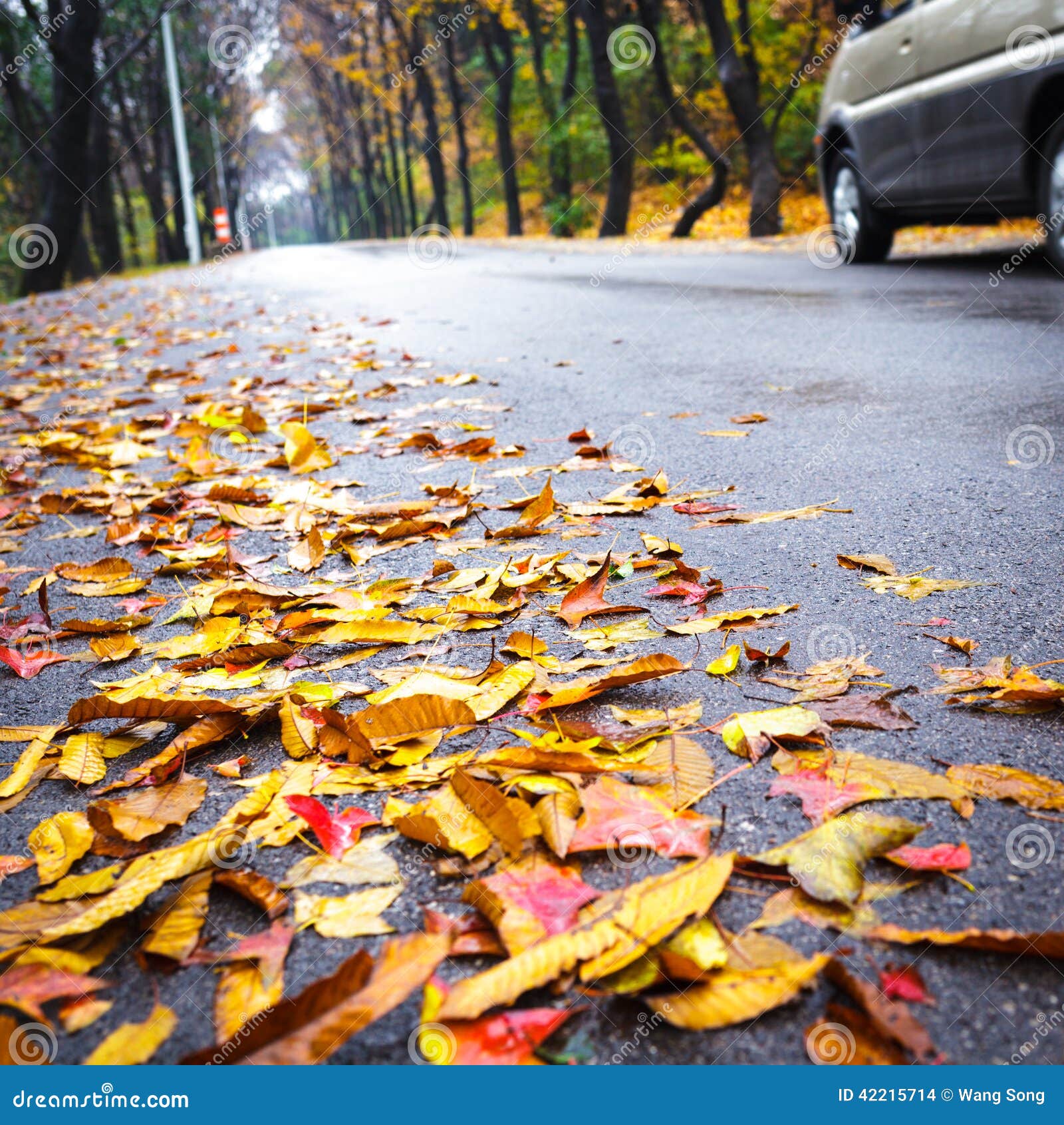 Maple Leaf on asphalt road stock photo. Image of park - 42215714