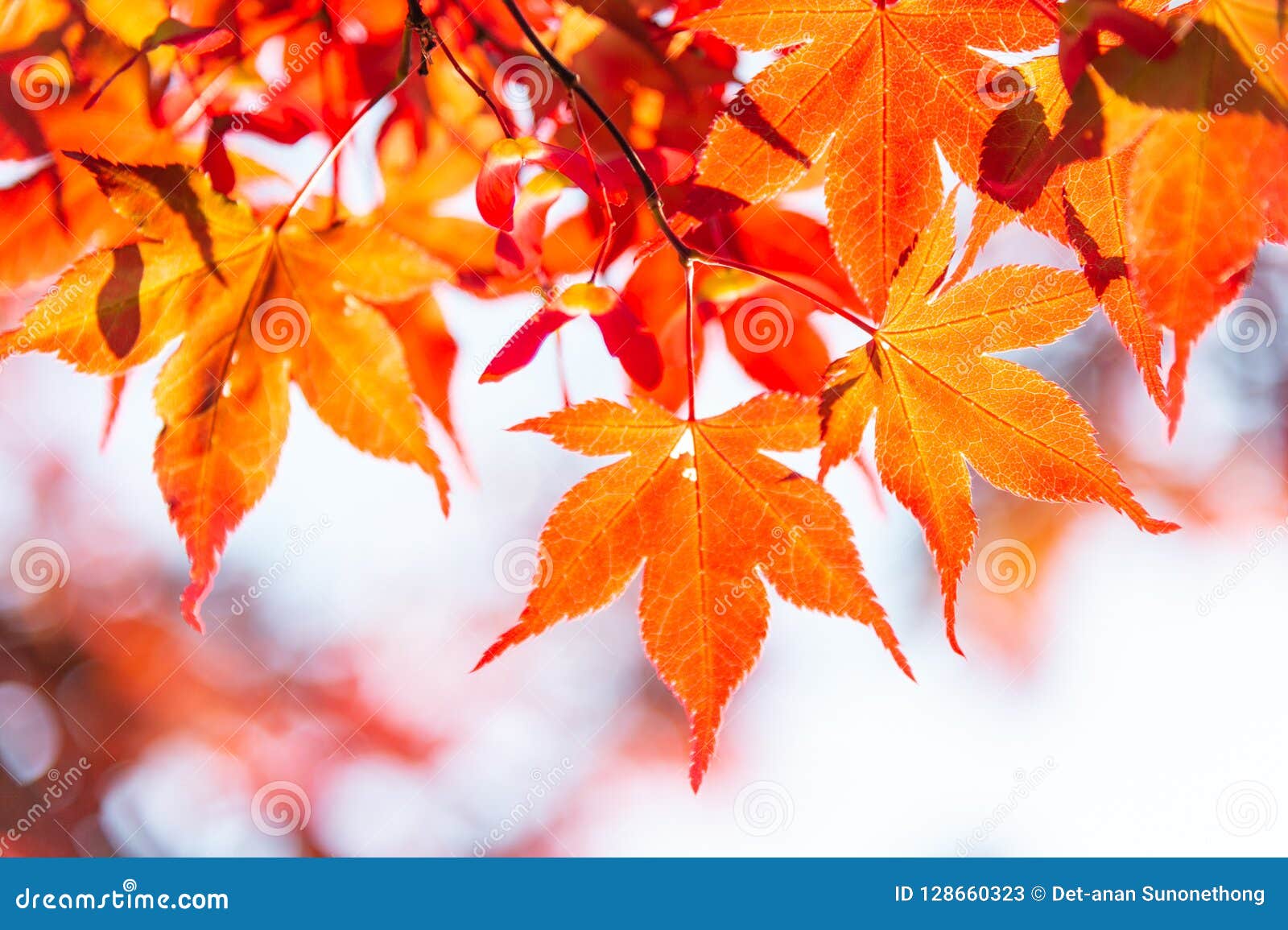 Maple leaf in autumn stock image. Image of golden, natural - 128660323