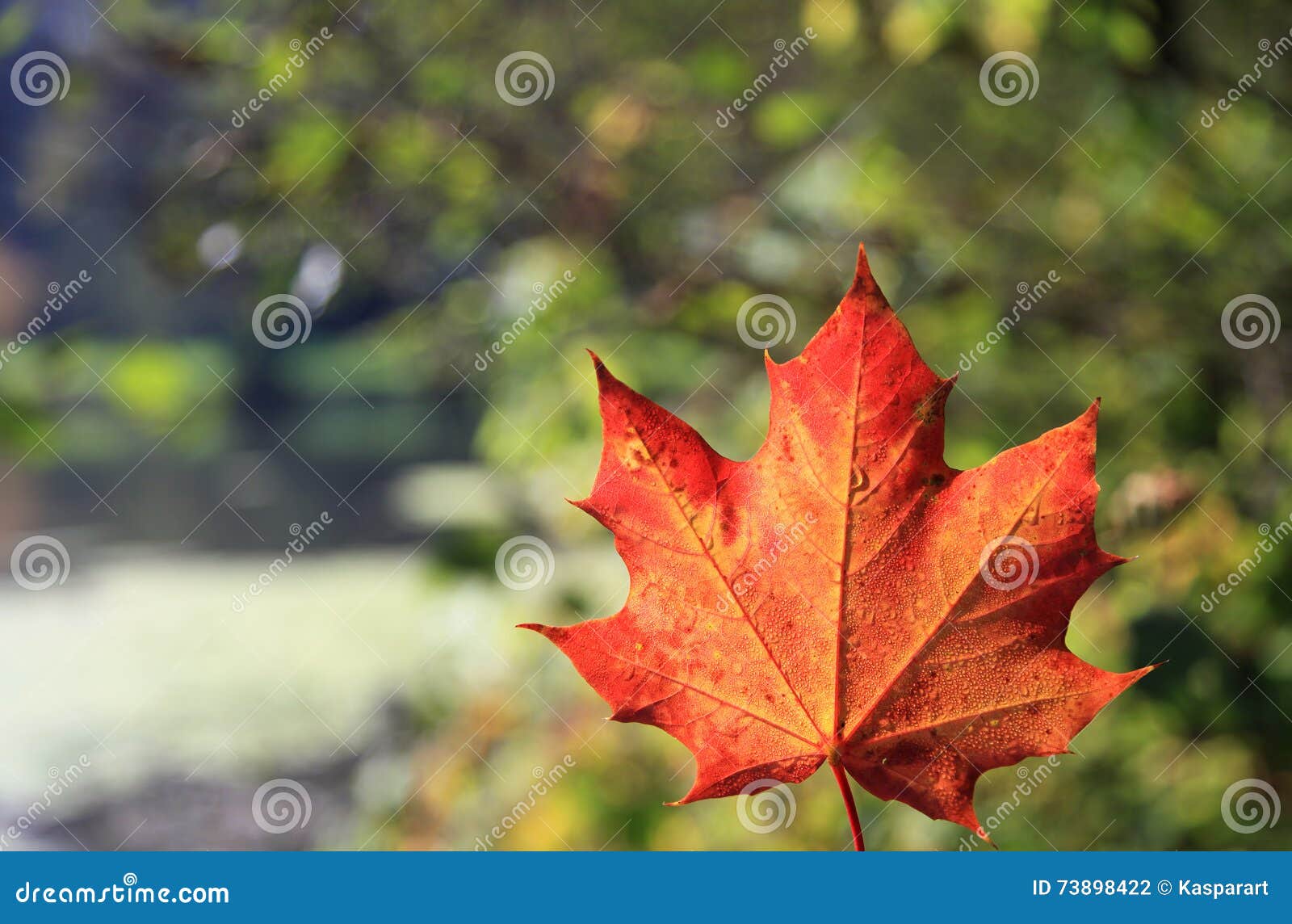 Maple Leaf with Autumn Colors Stock Photo - Image of foliage, beautiful ...