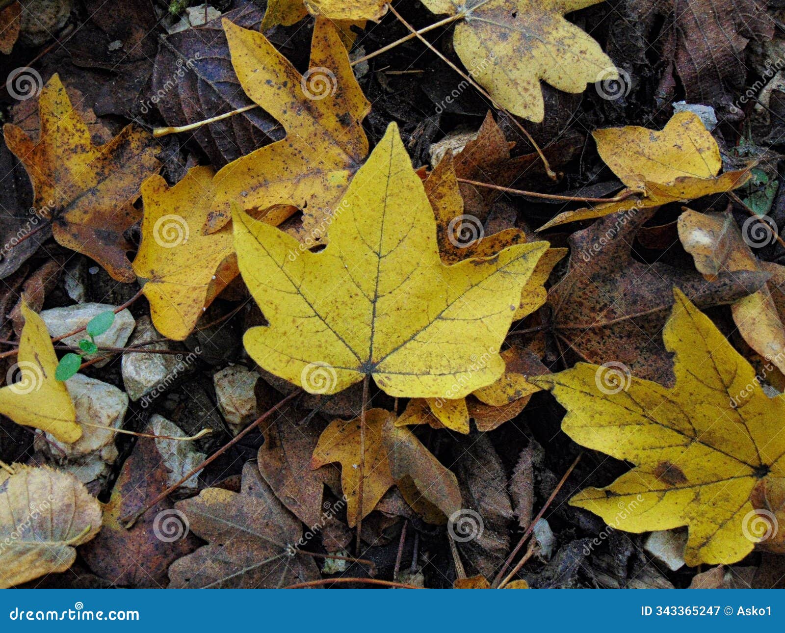 Maple Leaf in Autumn Forest in Bosnia Stock Image - Image of bosnia ...