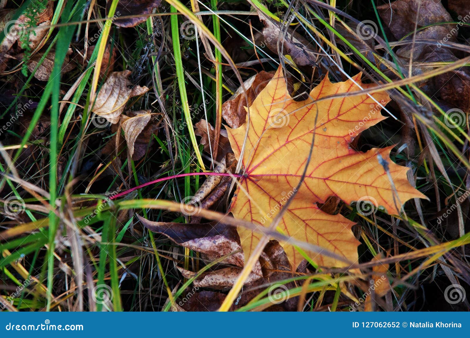 Maple Leaf Autumn Garden Grass Fall Stock Photo - Image of forest ...