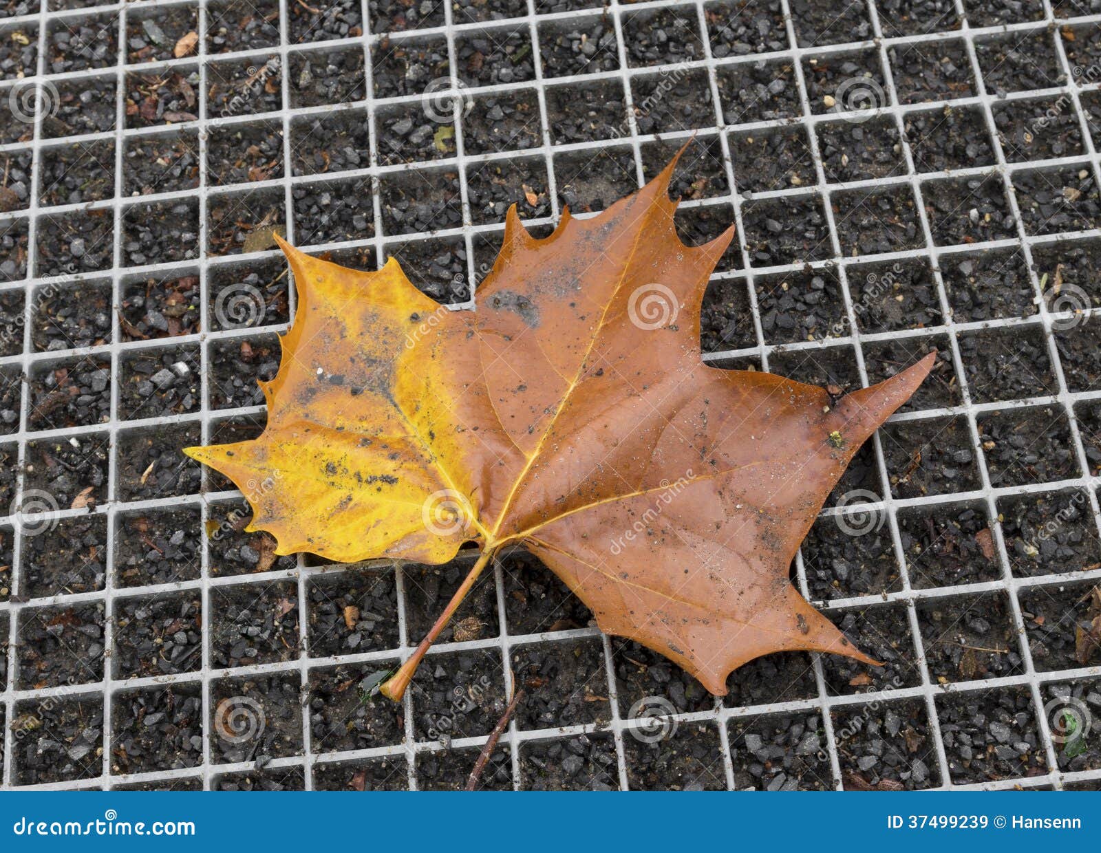 Maple leaf stock image. Image of flora, border, autumn - 37499239