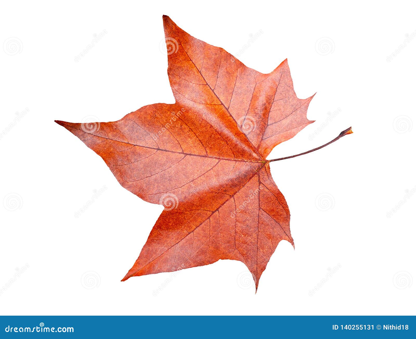 Maple Leaf in Autumn , Isolated on White Background Stock Image - Image ...