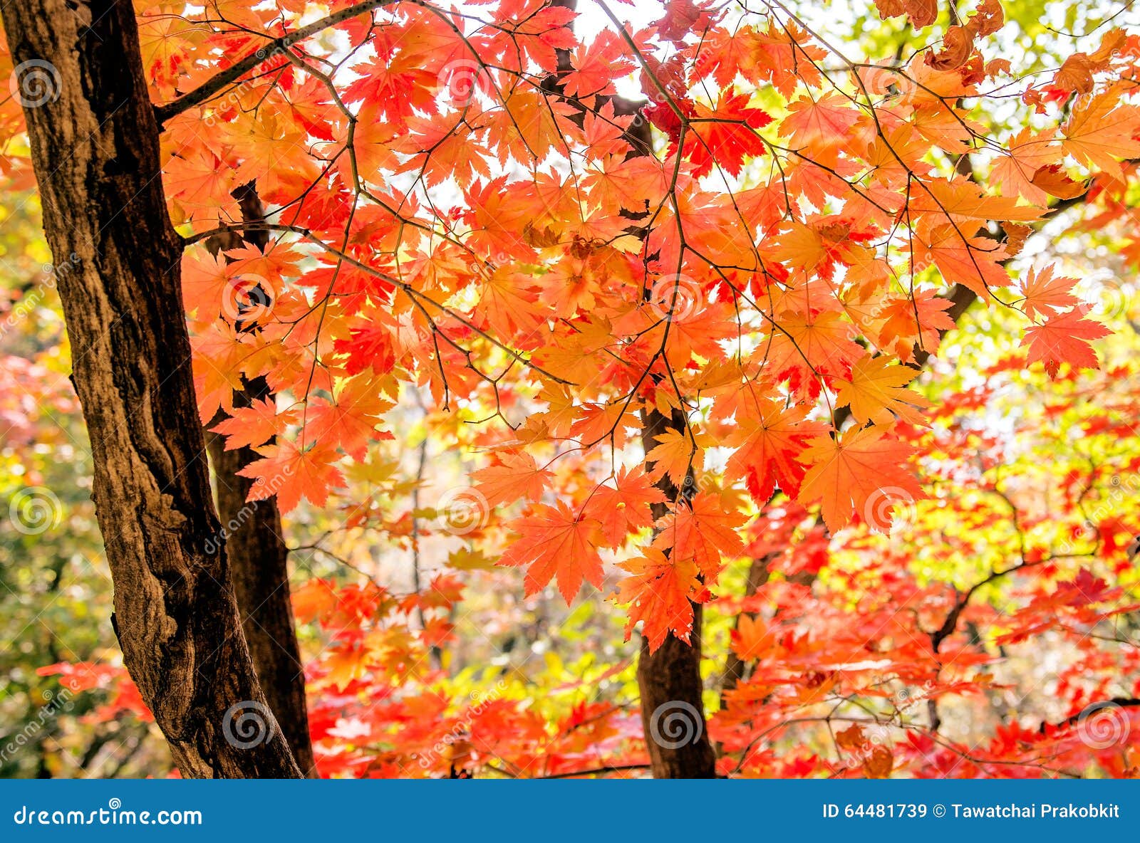 Maple Leaf in Autumn in Korea,Autumn Background. Stock Image - Image of ...