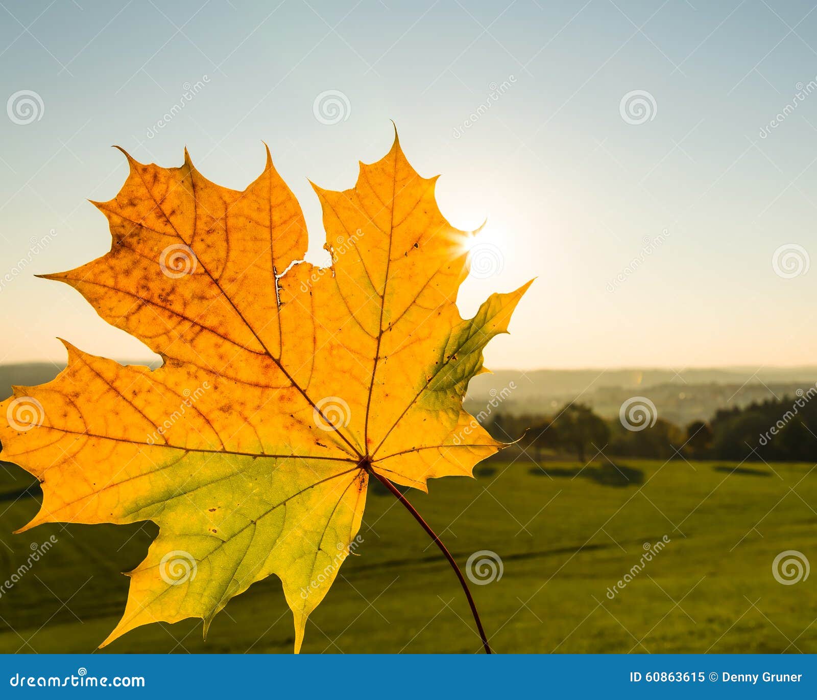 Maple leaf stock image. Image of maple, countryside, botany - 60863615