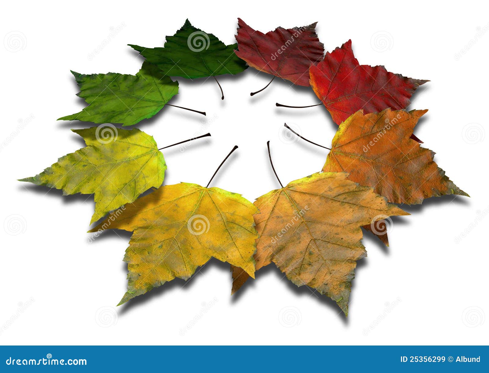 Maple Leaf Autumn Spectrum stock image. Image of palette - 25356299