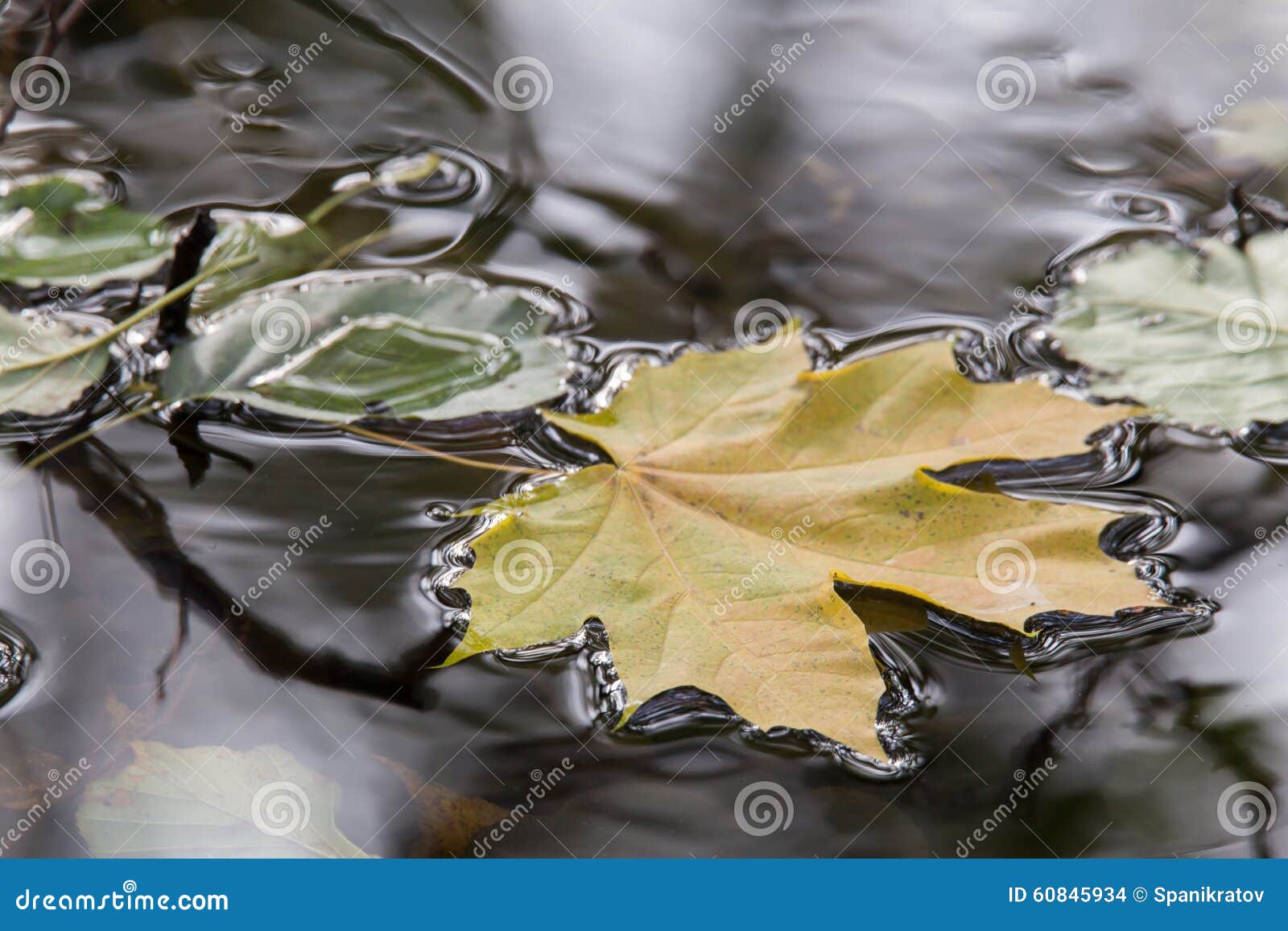 Maple Leaf stock photo. Image of water, forest, stream - 60845934