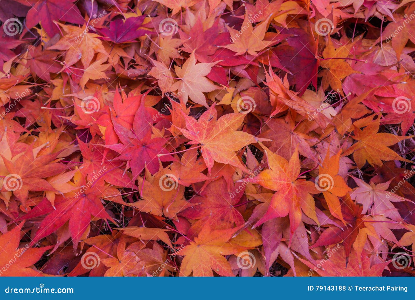 Maple Leaf in Autumn. stock photo. Image of leaf, mulberry - 79143188