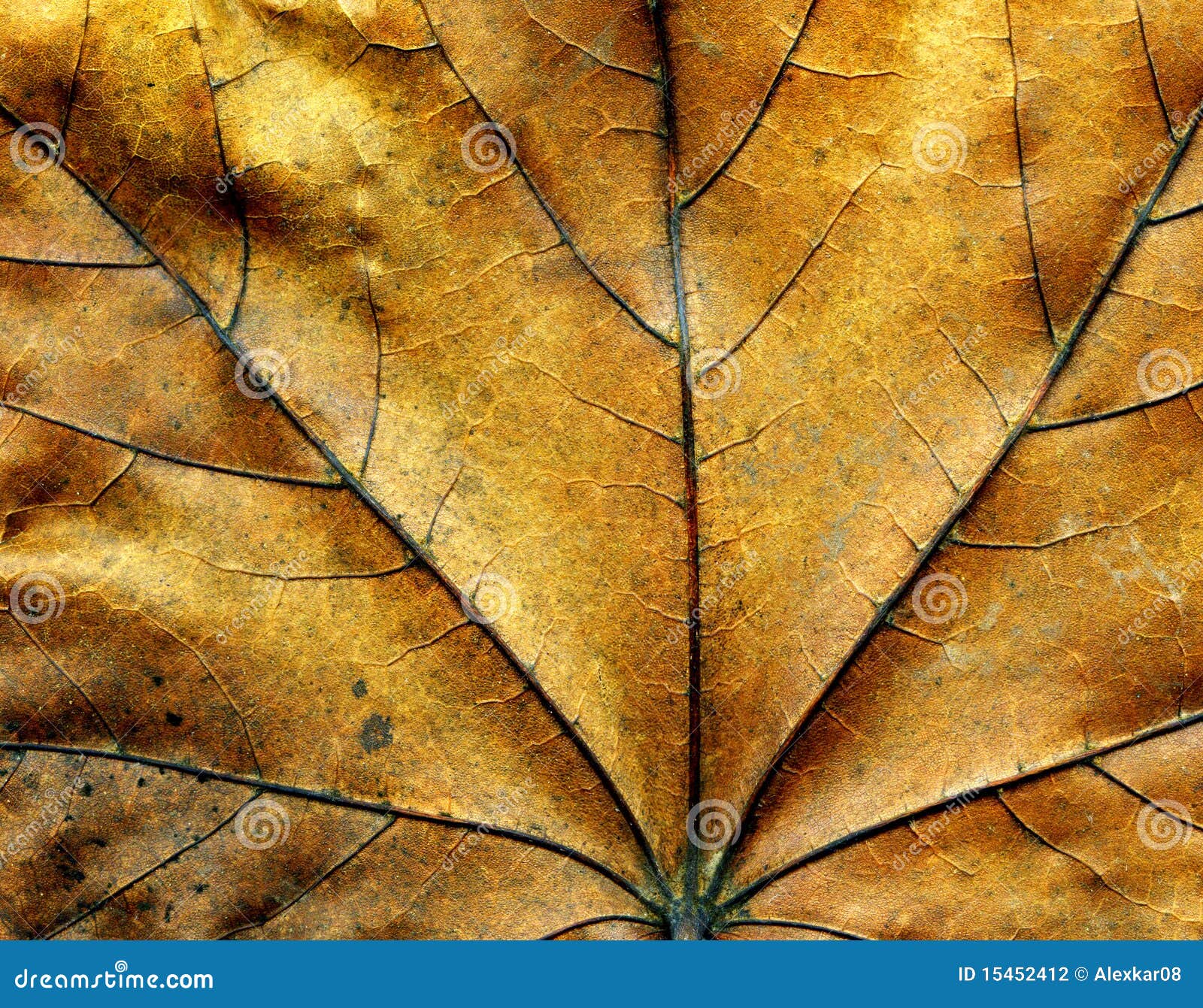 Maple leaf background stock photo. Image of tree, textured - 15452412