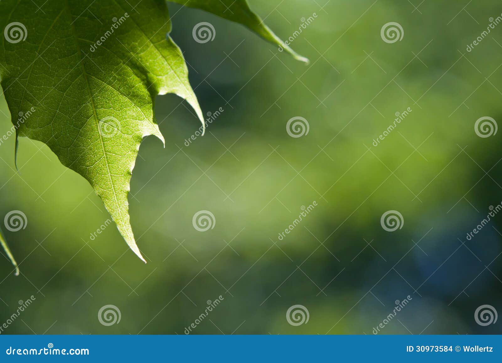 Maple leaf background stock photo. Image of leaf, weather - 30973584