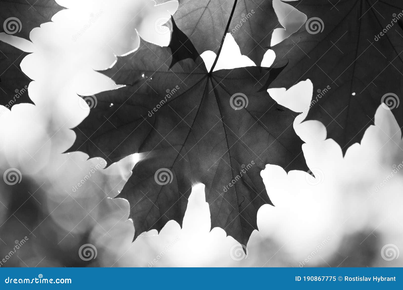 Maple Leaf Backlit by the Sun Stock Image - Image of botany, nature ...