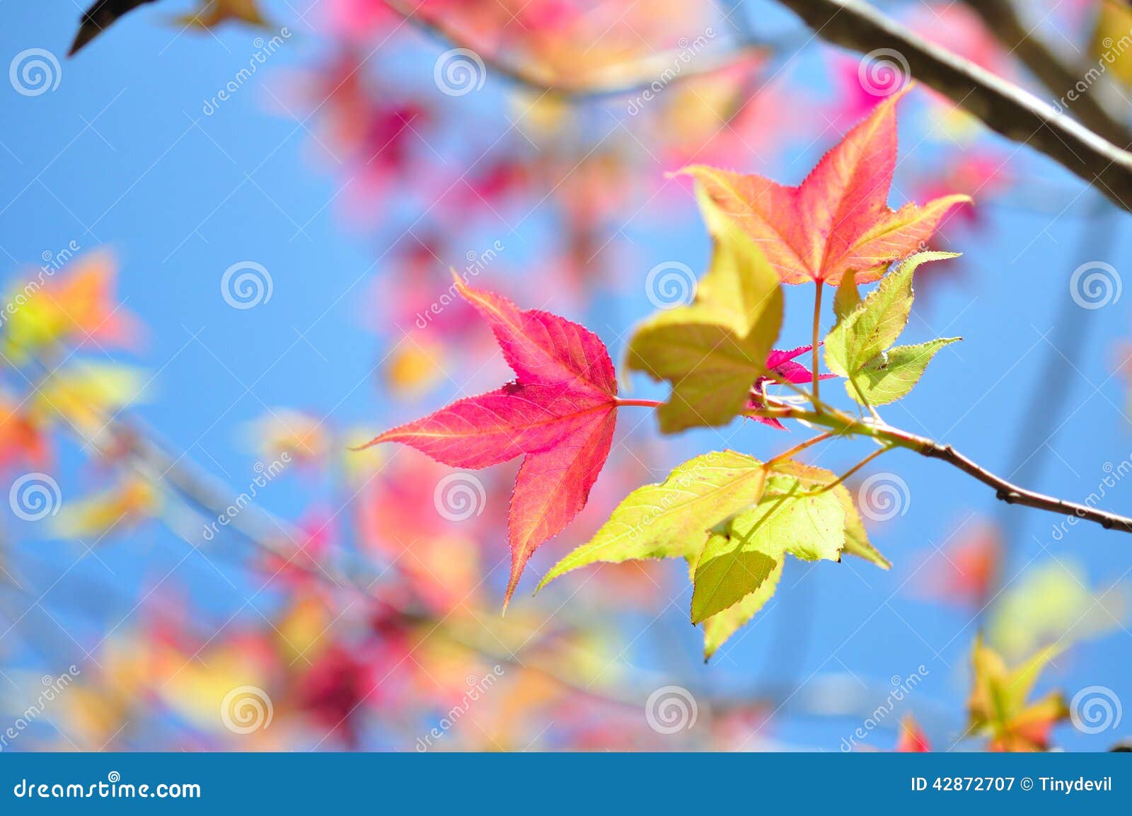 Maple leaf stock image. Image of bright, outdoor, forest - 42872707