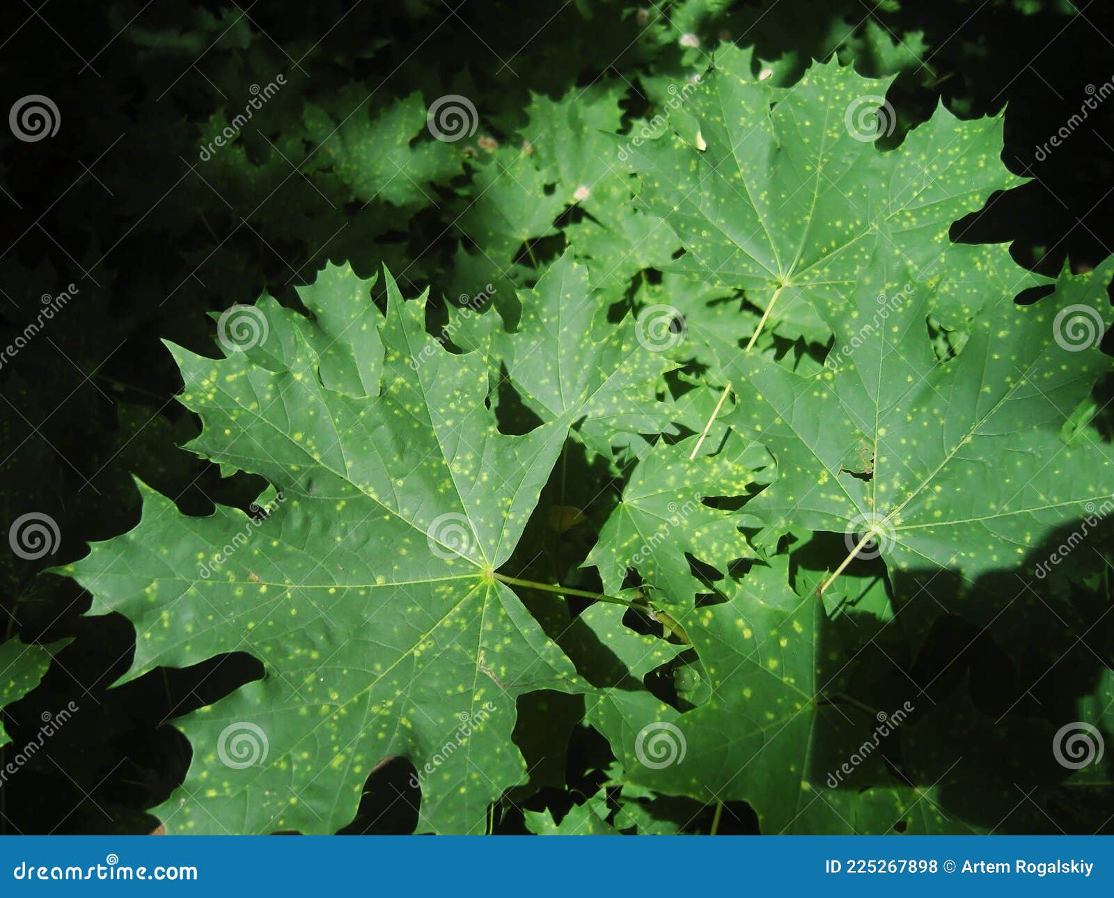 Maple Leaf and Beautiful Nature Stock Photo - Image of maple, plant ...