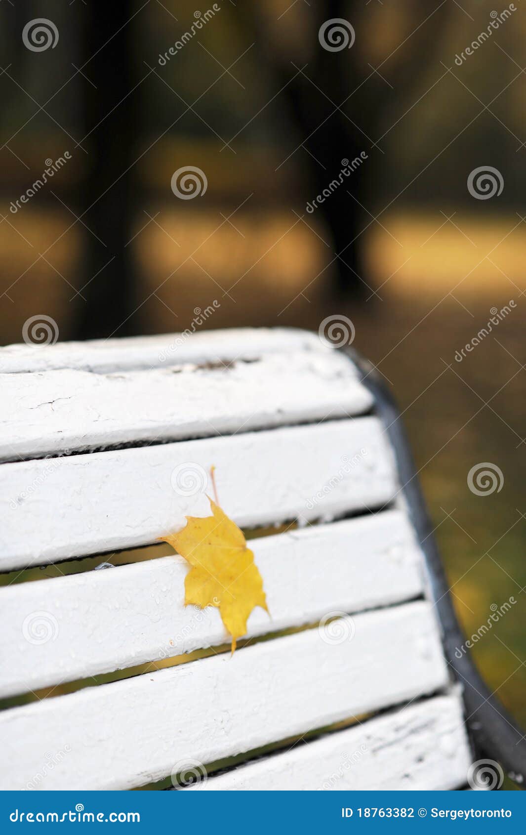 Maple leaf on bench stock photo. Image of season, outdoor - 18763382