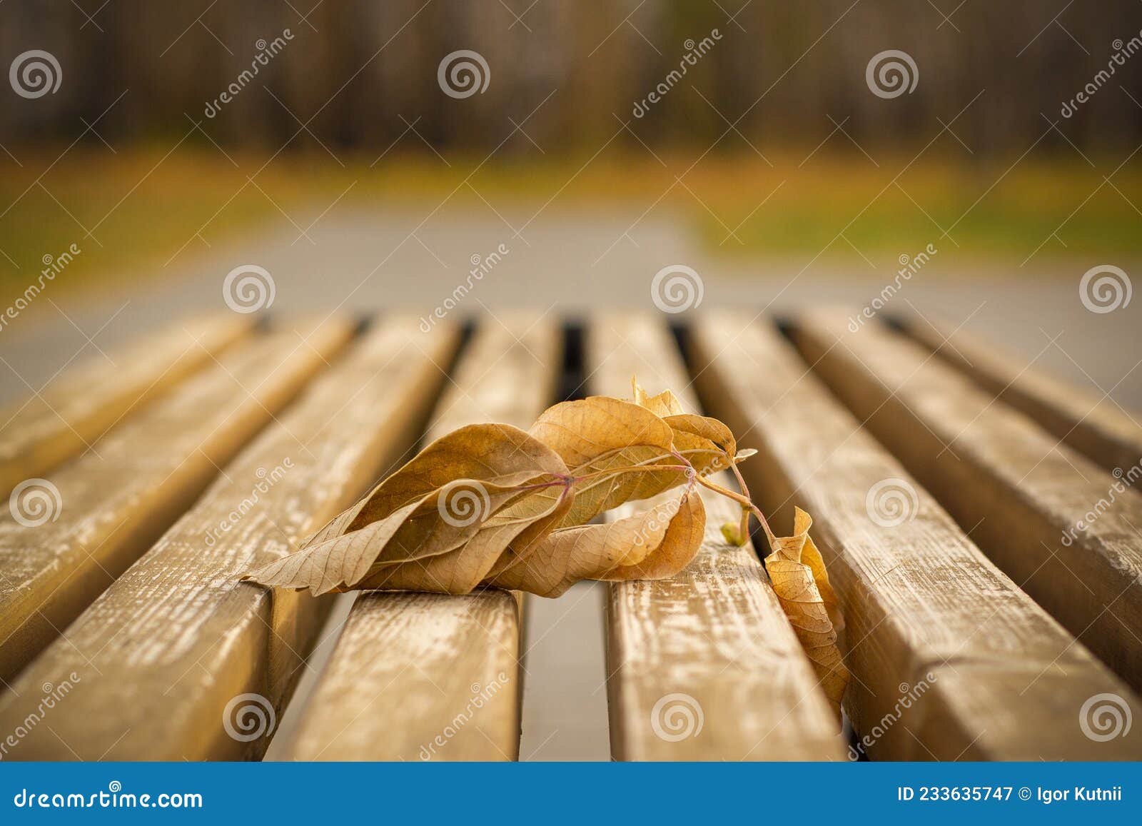 Maple Leaf on the Bench of the City Public Park Stock Image - Image of ...
